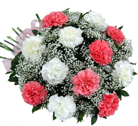 One Dozen Pink & White Carnations · Bouquets · Canada Flowers