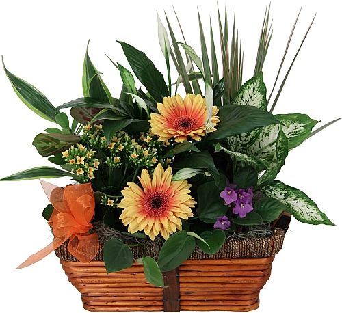 Sunrise Planter · Sympathy Plants · Canada Flowers